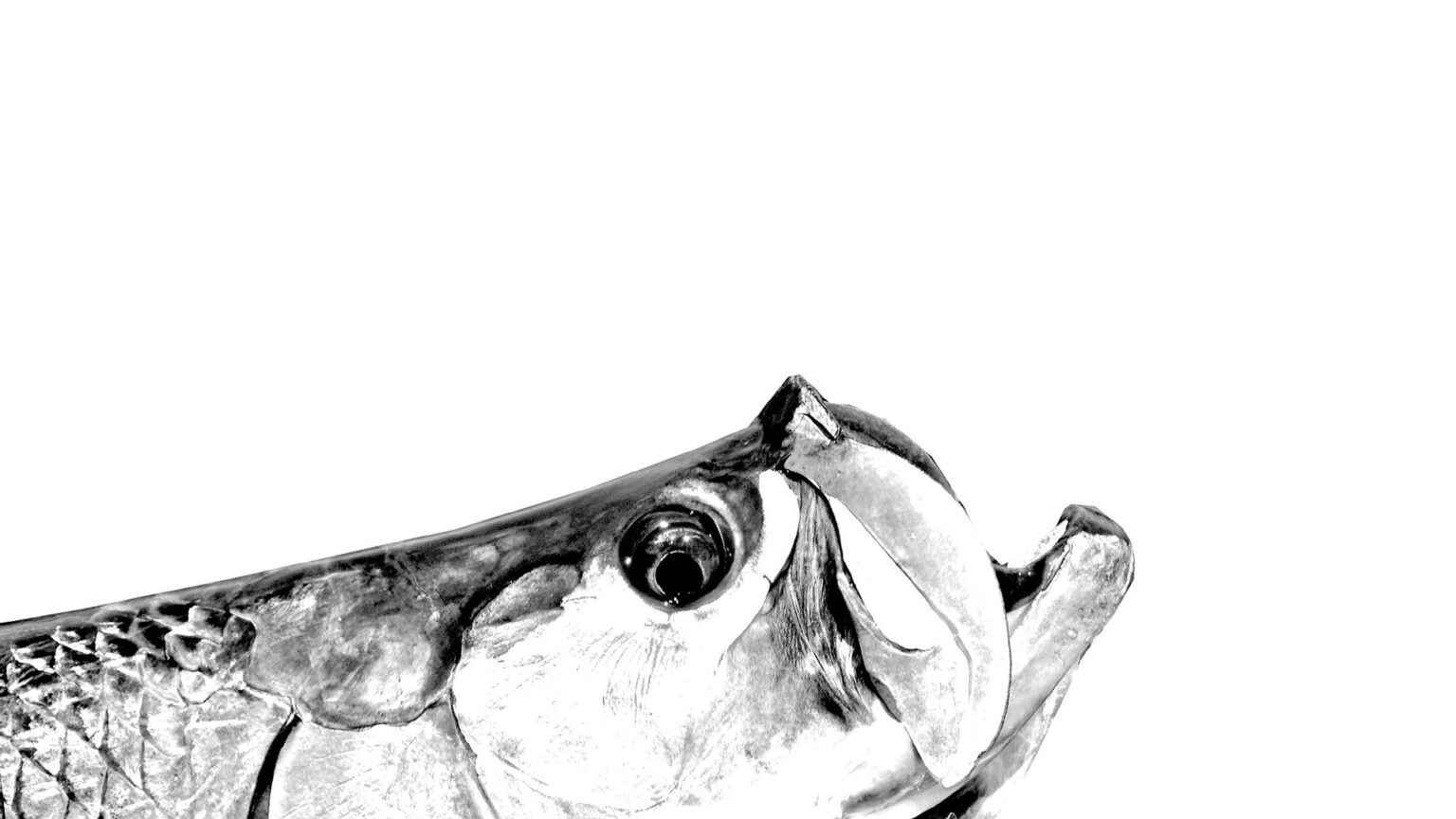 2026 Maverick 18 HPX-V - Maverick Boats